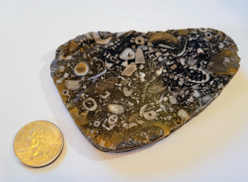 Fossil Slab/ Rare. | eBay