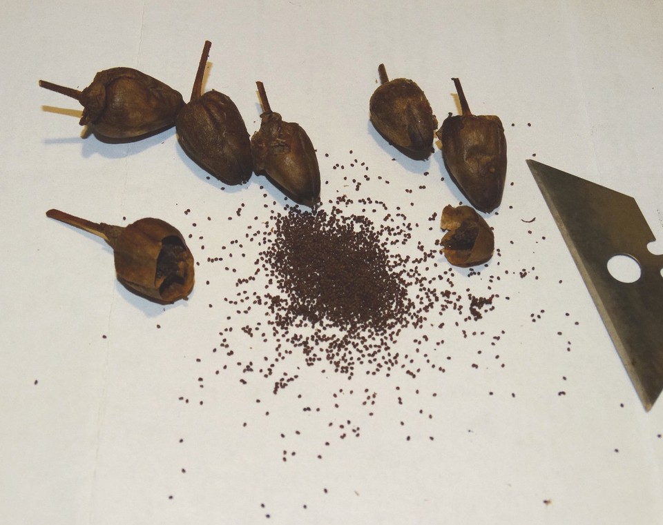 African Red HIGH NICOTINE Tobacco 1000+ seeds 0.1gr How to Grow Incl ...