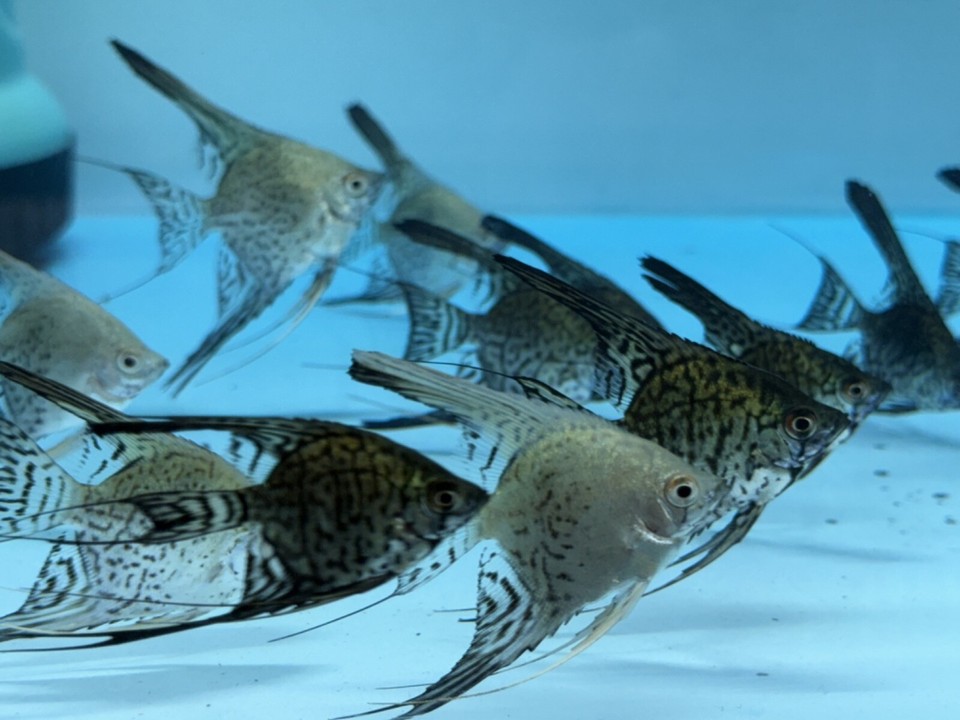 PACK OF 5 - Live Aquarium Longfin Leopard Angelfish - 1.5 To 2 Inch ...