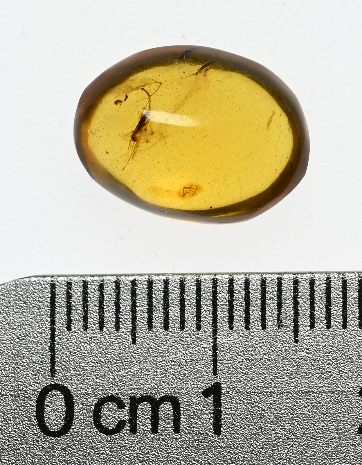 Isoptera (Termite), Fossil insect inclusion in Burmese Amber | eBay