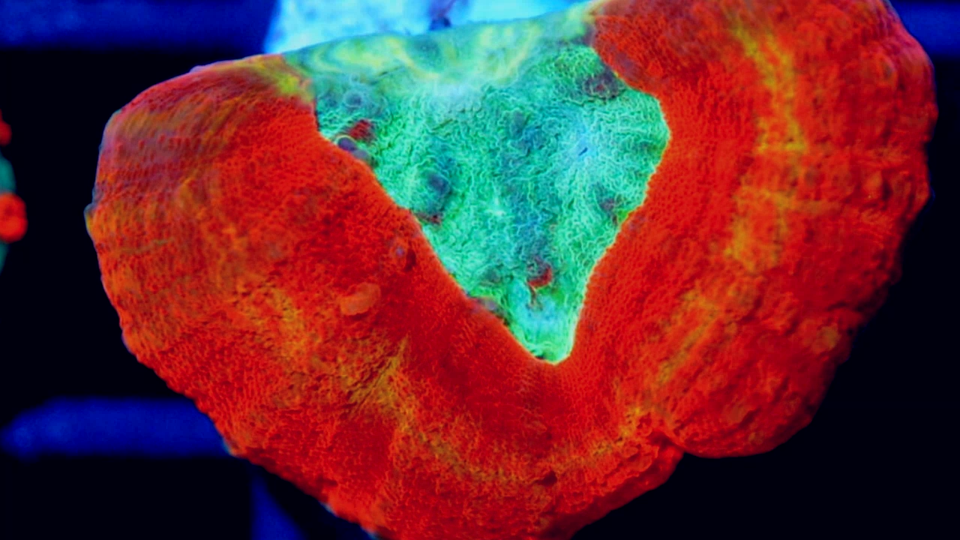 CORALS OF EDEN ~ WYSIWYG Live Coral ~ Ring of Fire Rainbow Lobo Coral ...