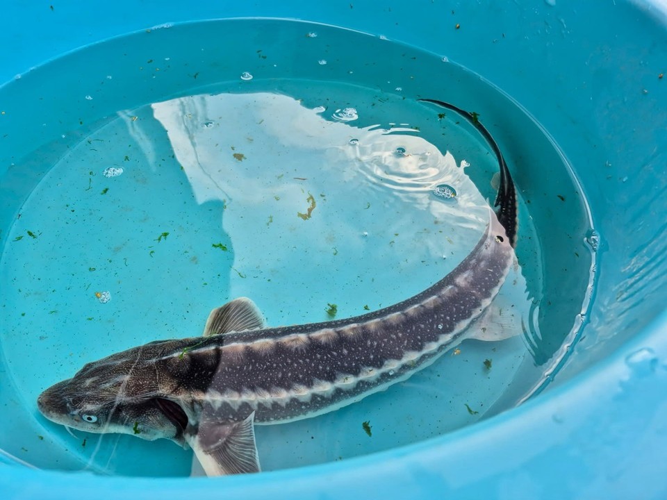 18”-23” HI-WHITE DIAMOND STURGEON - large monster pond fish | eBay