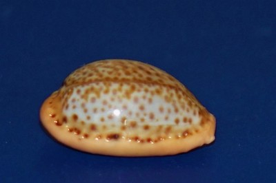 Cypraea Spurca Verdensium - dark GEM | eBay