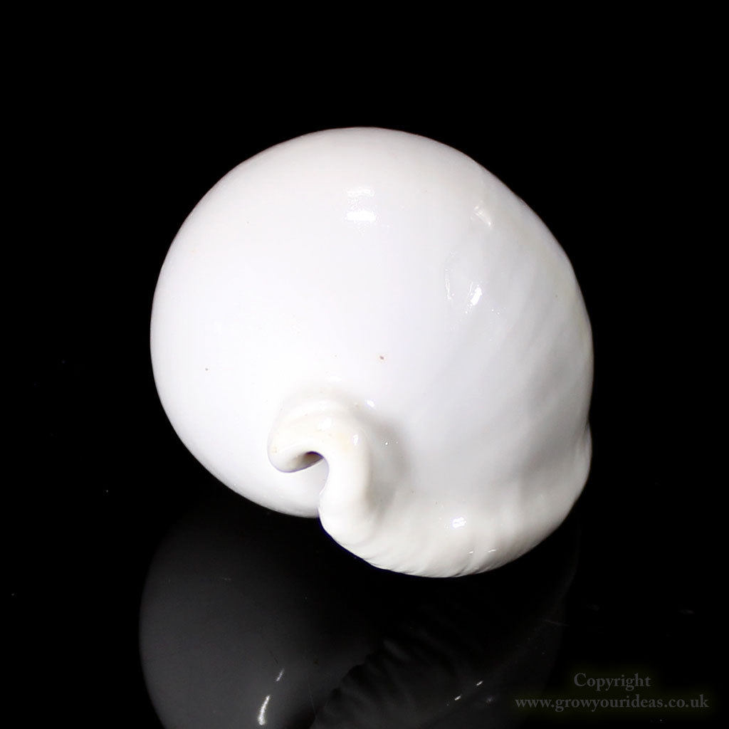 Cowrie Egg Ovula ovum seashell for aquarium, crafts and wedding ...