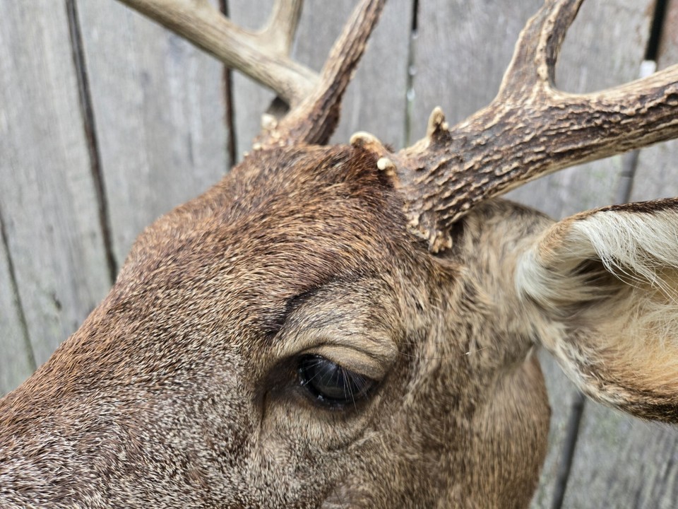 Beautiful 160" Whitetail Deer Shoulder Mount Antlers Buck Taxidermy ...