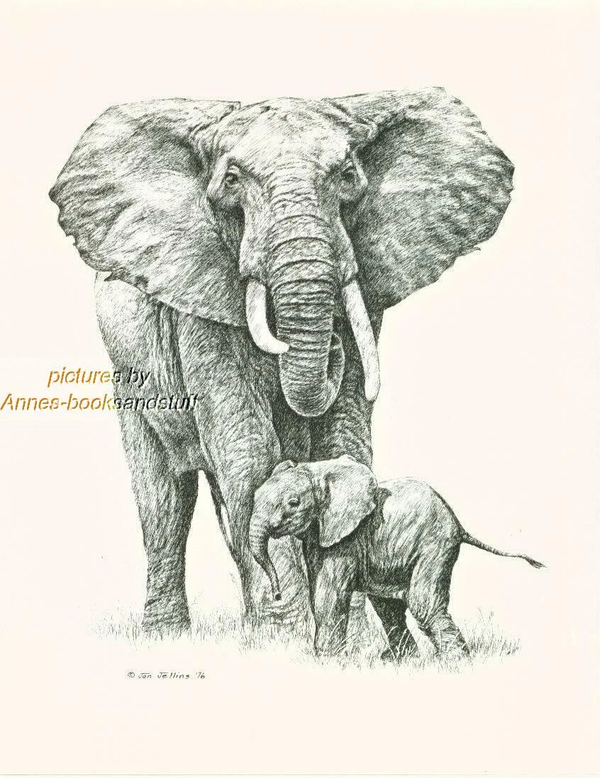 Baby Elephant Pencil Drawing