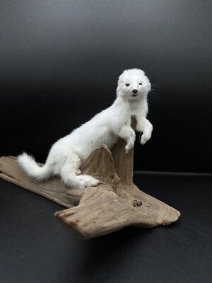 Beautiful Adorable Weasel Ermine Small Animal Taxidermy Mount Art ...