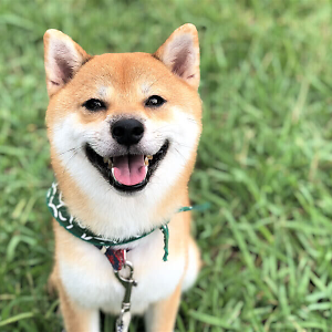 YAMANAKA STORE | eBay Stores