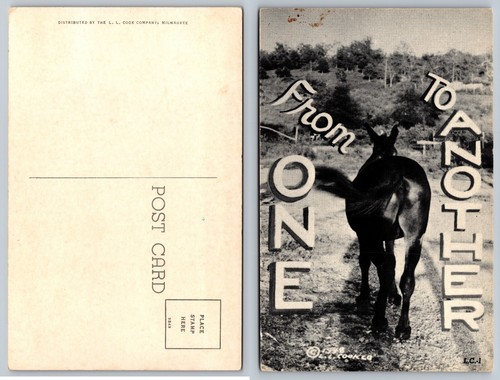 Humorous Donkey Rear View From One To Another Wisconsin WI Postcard | eBay