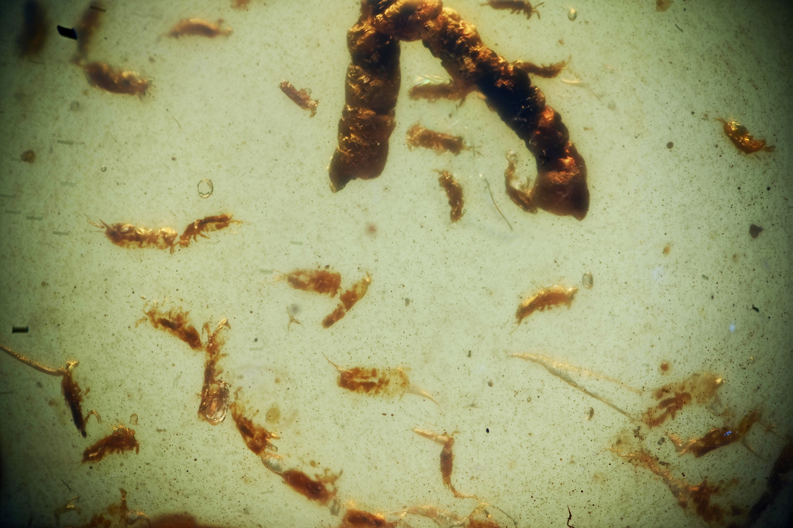 ENORMOUS swarm of Collembola (Springtail) in Burmese Amber | eBay