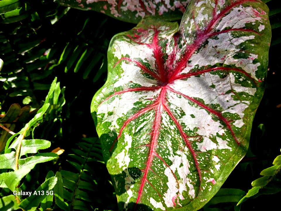 Caladium Bulbs for Planting - 6 Tapestry Bulbs direct from Florida ...