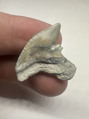 Large Tiger Shark Tooth Fossil Bone Valley Teeth Florida | eBay
