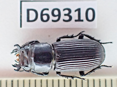 D69310. Insects, Beetles, Nigidius sp. Vietnam Central. New area. rare ...