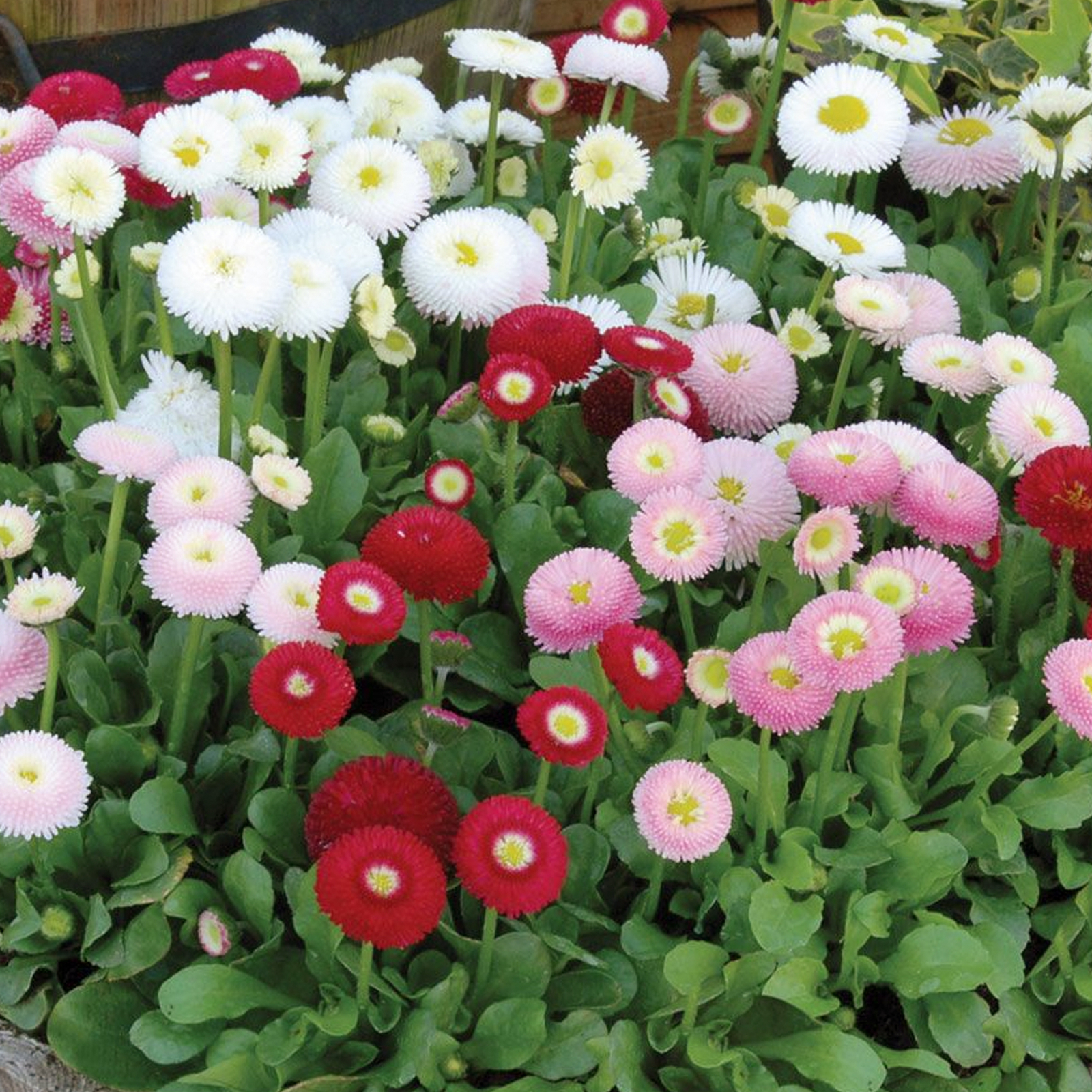 Bellis Bellissima Mixed | Hardy Garden Ready Perennial Bedding Plants 6 ...