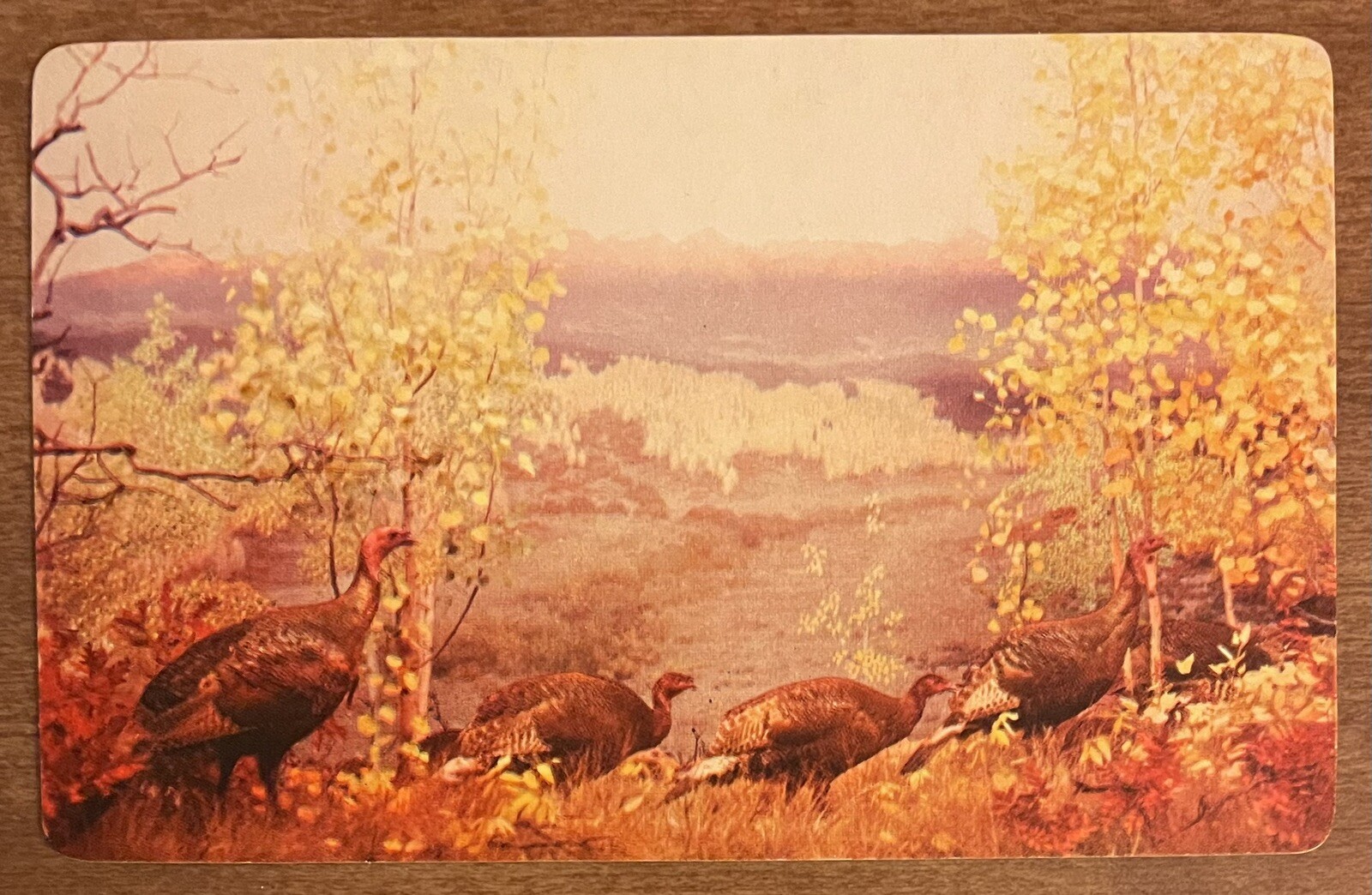 Merriams Wild Turkeys Birds Wildlife Denver Museum Natural History VTG ...
