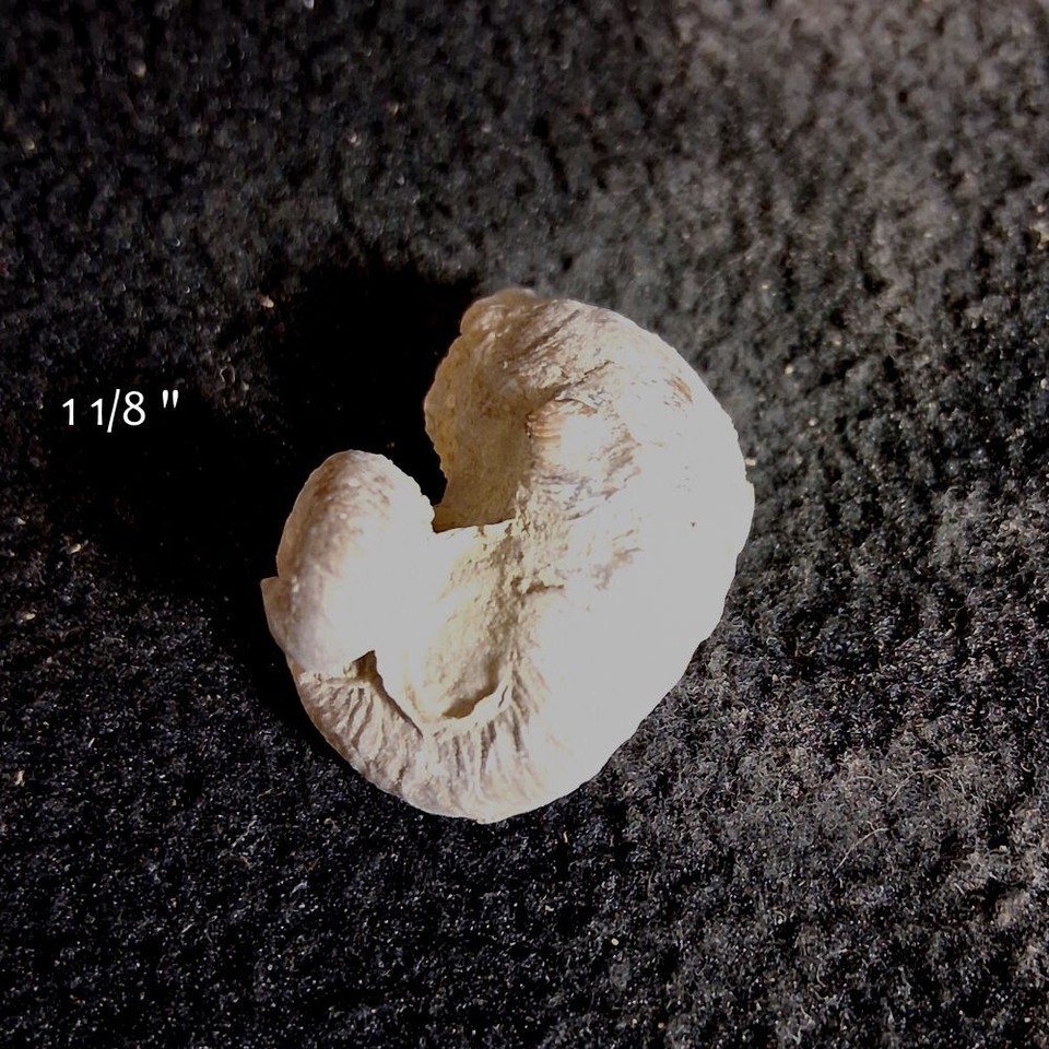 Lot 12 Fossils of Various Small Sea Creatures Shells Denton Clay ...