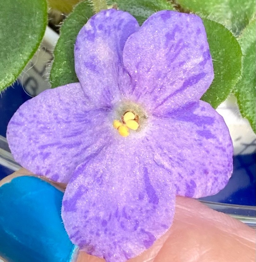 African Violet~Imp’s White Magic!~SM~Lots of purples and pinks! Starter ...