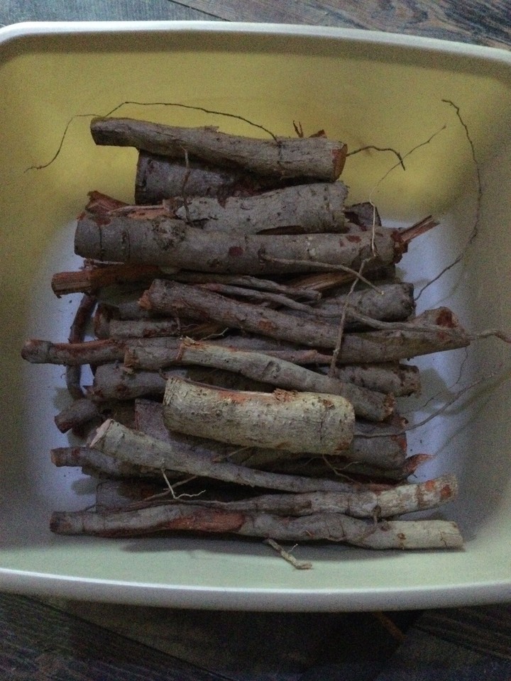 FRESH 1lb+ Sassafras Root & Bark for Tea tonics medicinal use | eBay
