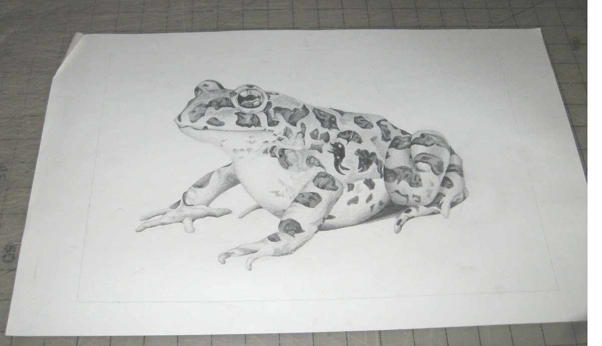 Pencil Drawing Of A Frog Pencil Drawing For Lovers Of Frogs And Toads"