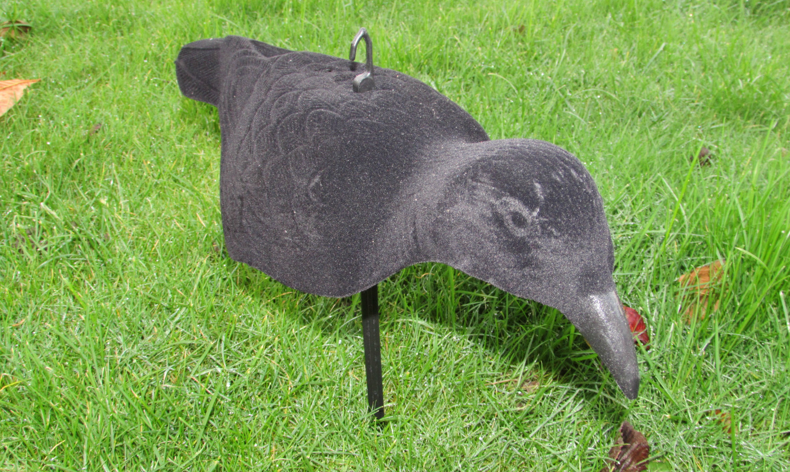 6 x CROW SHELL DECOY, FLOCKED, -spring wobble sticks, SHOOTING, VERMIN ...