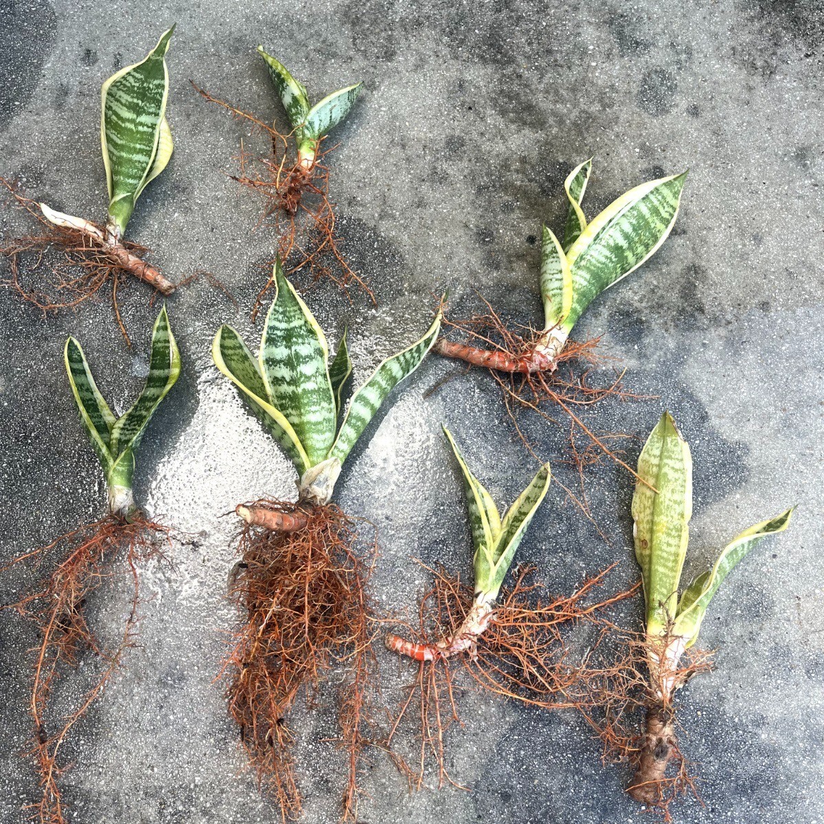 Live Plant (Sansevieria Trifasciata) 1x Golden Snake Plant In 4 Inch ...