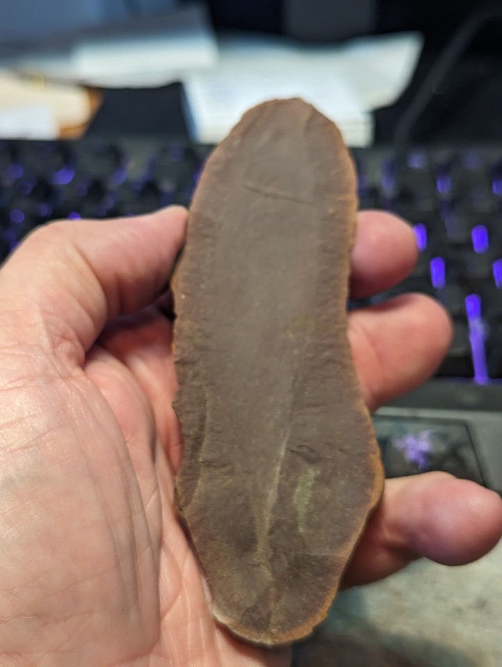 Mazon Creek Fossil Tully Monstrum , Large eye bar, Pit 11 ex MWF ...