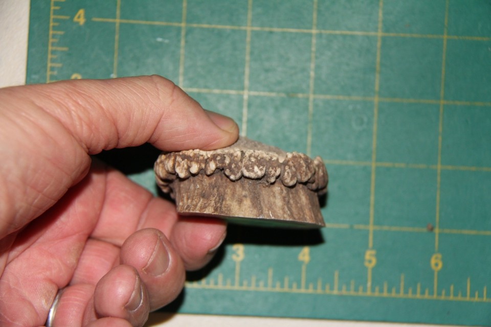 Nice Elk Burr Rosette #4 / sheds antlers whitetail deer burrs rosettes ...