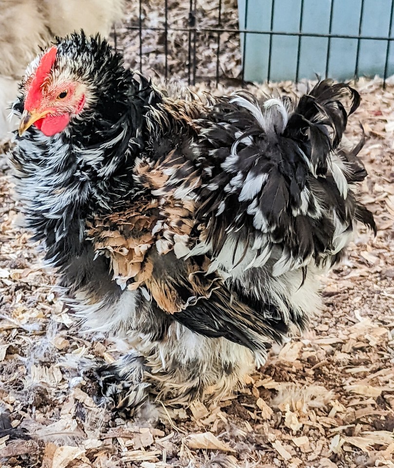 6 Calico/Millie/Dark Calico/Blue Calico Bantam Cochin Eggs - Frizzle ...