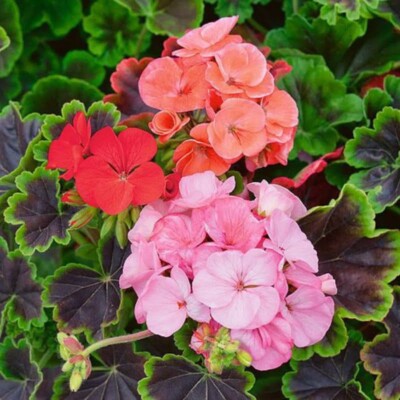Geranium 'Black Velvet Mix' F1 Hybrid (3 XLarge garden ready plug ...