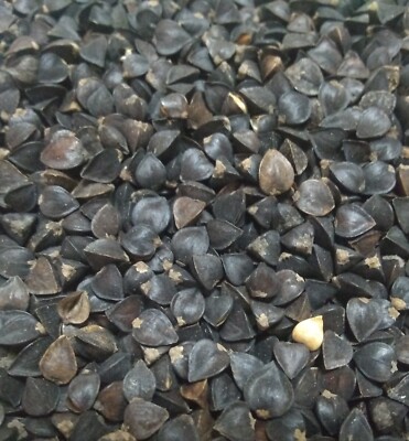 Buckwheat Seeds " Excellent Deer Or Turkey Food Plot " 25 Lbs. | eBay