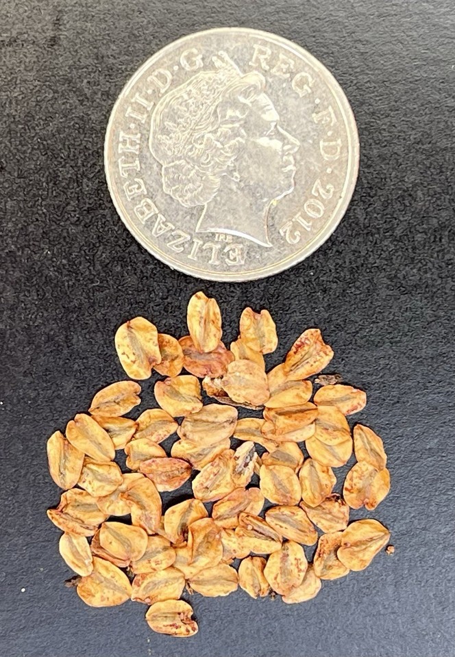 100 Giant Sequoia Redwood seeds ready to go | eBay UK