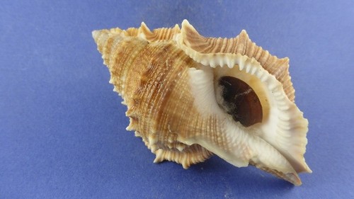 coquillage bufonaria cristinae | eBay