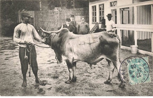 Mikidp4-040- 94 Nogent Garden Colonial Zebu Humpback Bull | eBay