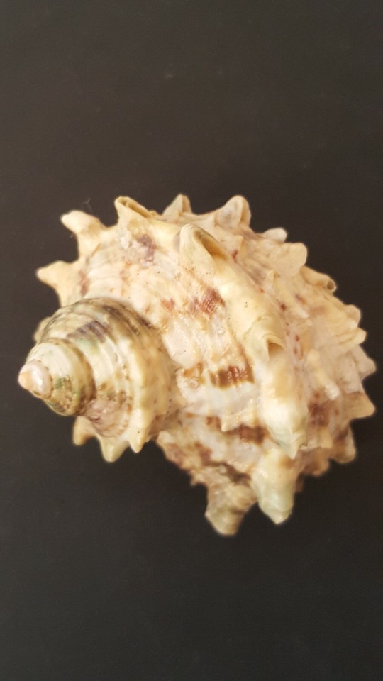 Turbo Radiatus, F+++,Big Size&Exceptional ,With Operculum,From Egypt ...