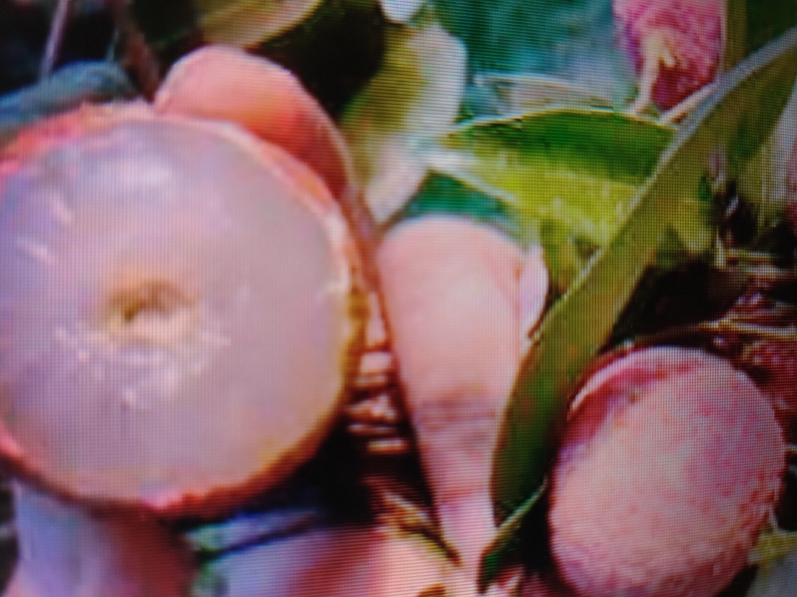 LYCHEE KAIMANA FRUIT TREE 4 CUTTINGS FROM 5"-6" LONG UNROOTED FOR ...