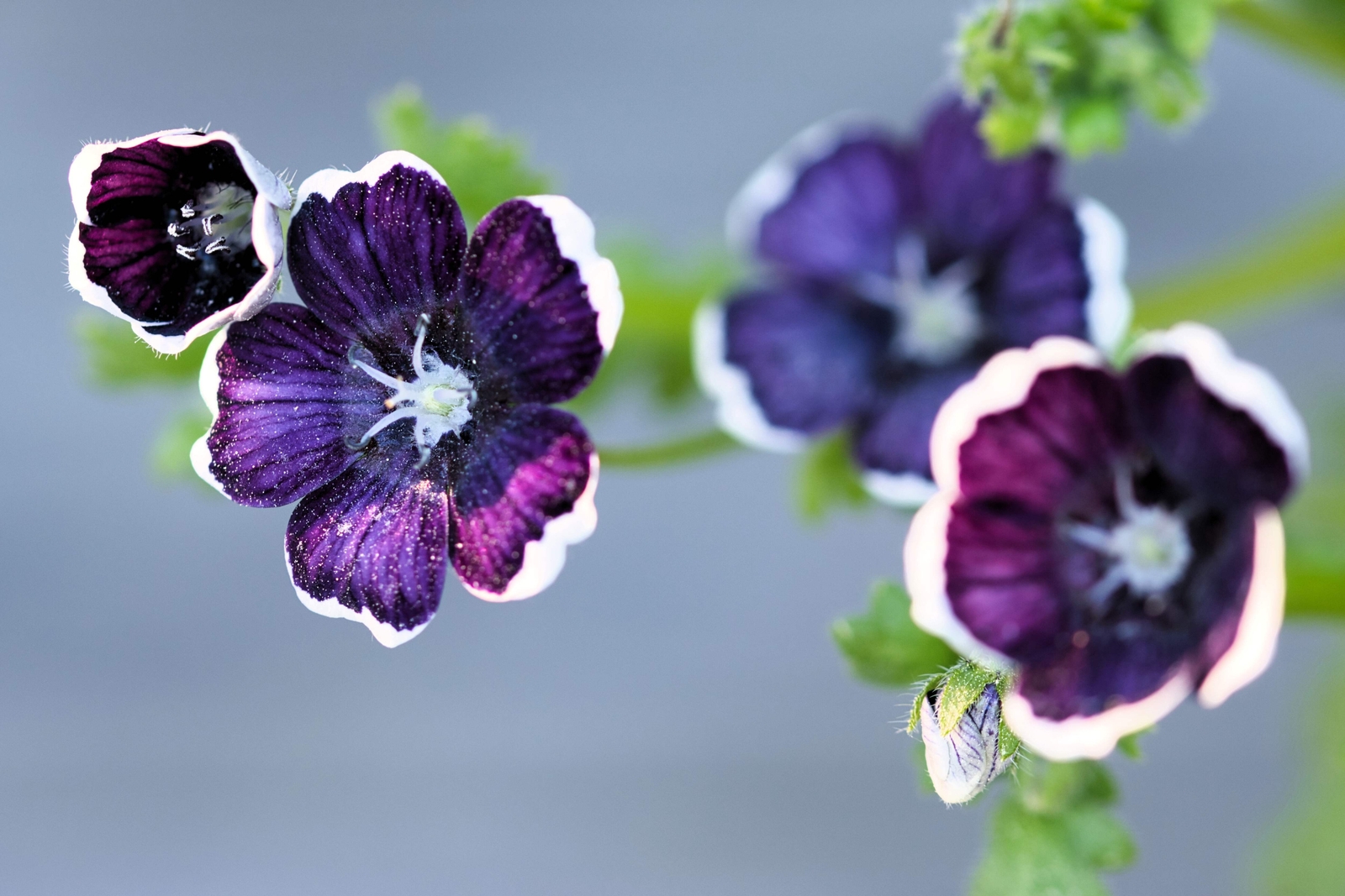 50 PENNIE BLACK - NEMOPHILA Discoidalis Penny White Flower Seeds *Comb ...