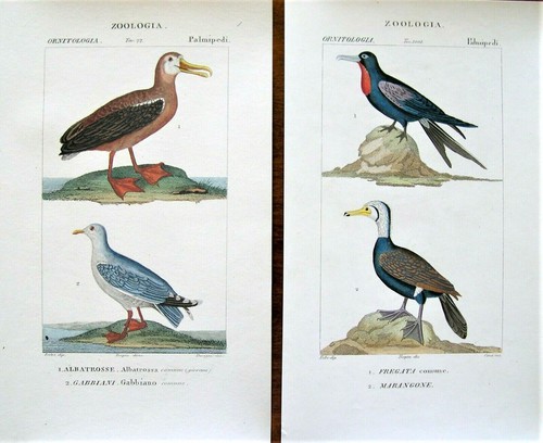 Turpin Original Antique Bird Prints; 2 Hand Colored Engravings ...