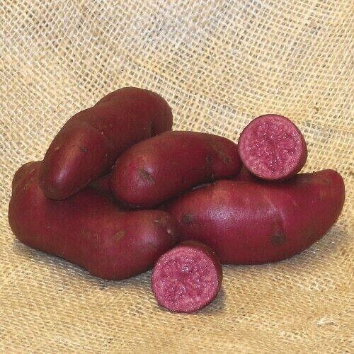 Rare True Potato Seeds 40 TPS Purple Majesty Reds Blue Color Mix TPS ...