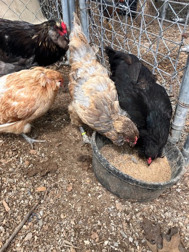 6 Easter egger Hatching Fertile Chicken Eggs | eBay