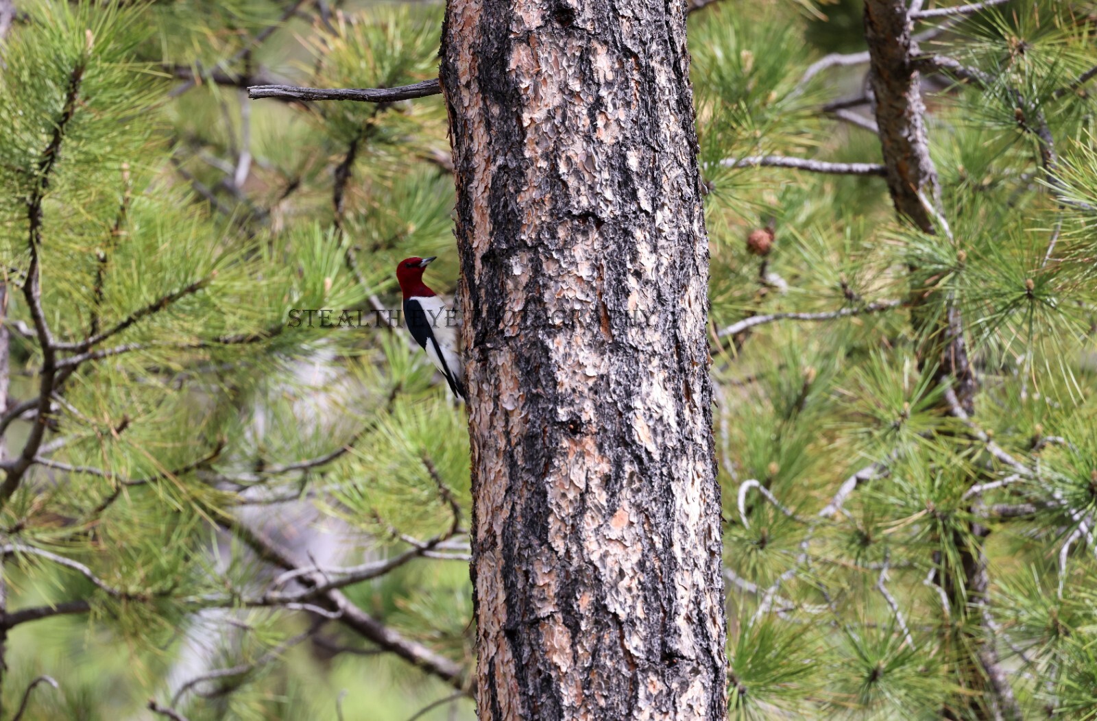 11x14in Lustre Print of a Rare Red-Headed Woodpecker | eBay