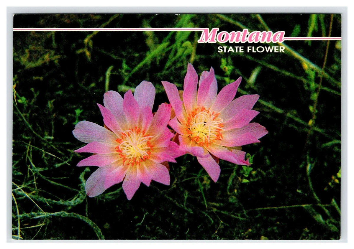 Bitterroot Flowers Missoula Montana | Best Flower Site