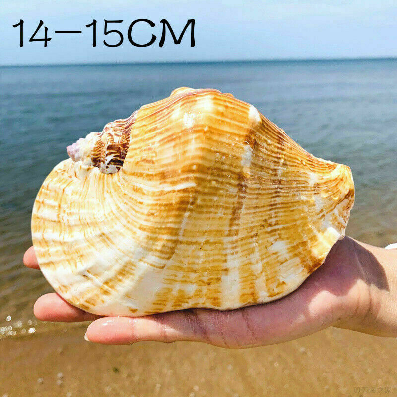 Natürlich Ellobium Shell Muschel Groß See Snail Fisch Tank Aquarium ...