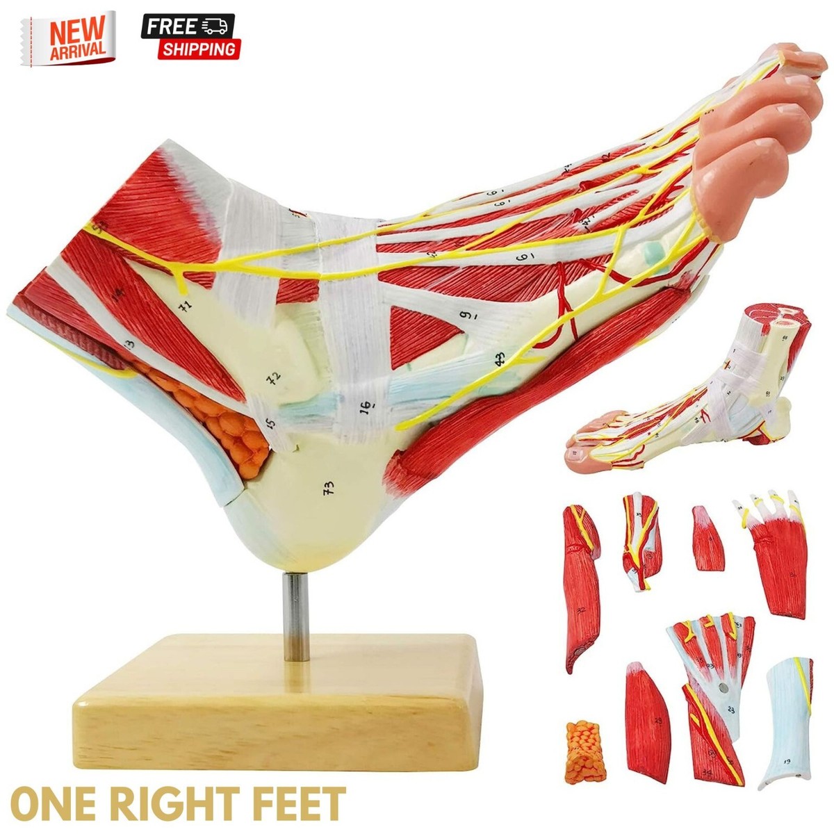 Foot Anatomy Collateral Interphalangeal Ligaments Of Foot (Great Toe;