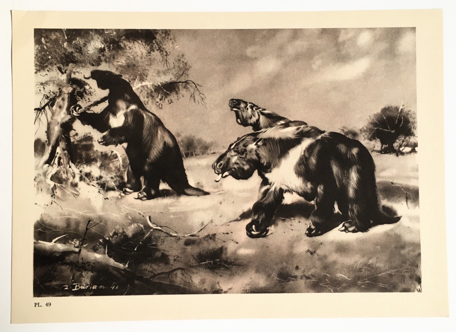 GIANT GROUND SLOTH, Extinct Animal, Vintage 1960s Colour Print by ...