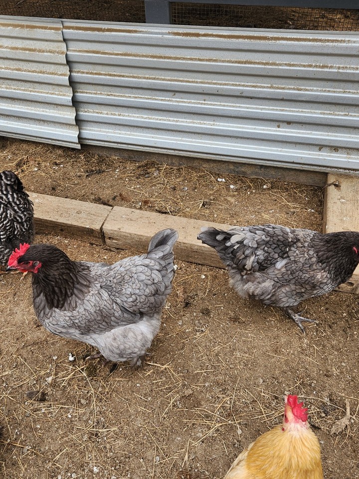 12 Fertile French copper Maran hatching eggs - Mix of Black, Blue and ...