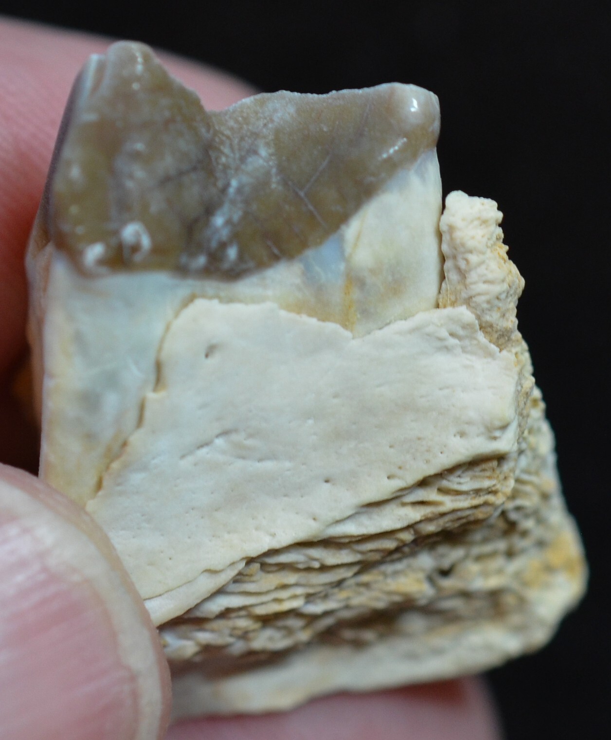 Rare Large Dog Associated Teeth, Daphoenus felinus, Fossils, Oligocene ...