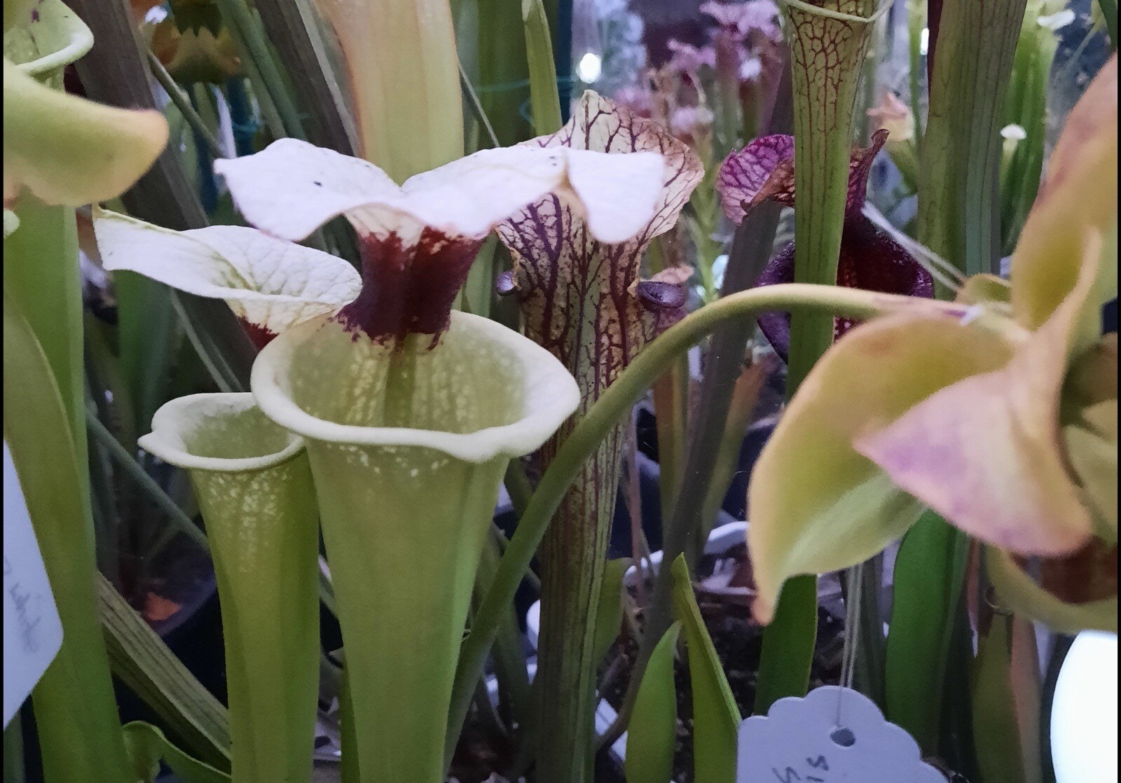 Sarracenia (Leah Wilkerson x Hot Lips) x Adrian Slack 2023 Seed. Great ...