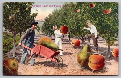 Exaggeration Printed Postcard Oakes Portland PC Large Pear And Peach ...