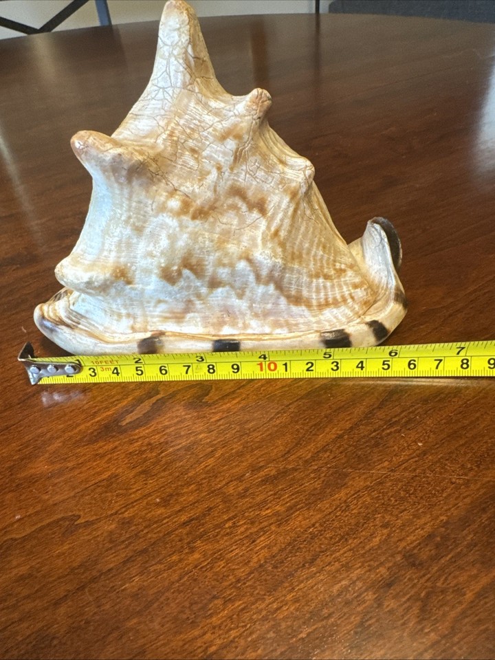 Large Horned Helmet Conch Shell Natural 7x6x5 Cassis Cornuta Beach ...