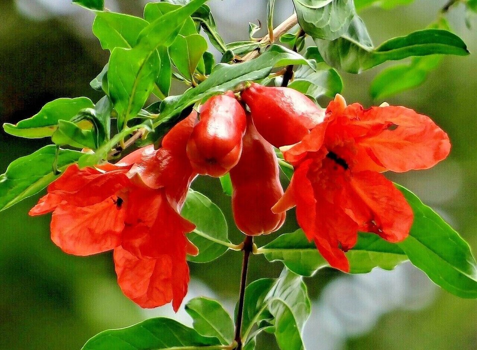 2 X POMEGRANATE PLANTS-MEDITERRANEAN APPLE-FREE POSTAGE-FRUIT TREE ...